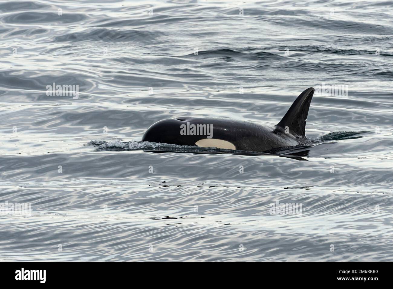 Killer whales (Orcinus orca) or orca, San Juan islands. Washington ...