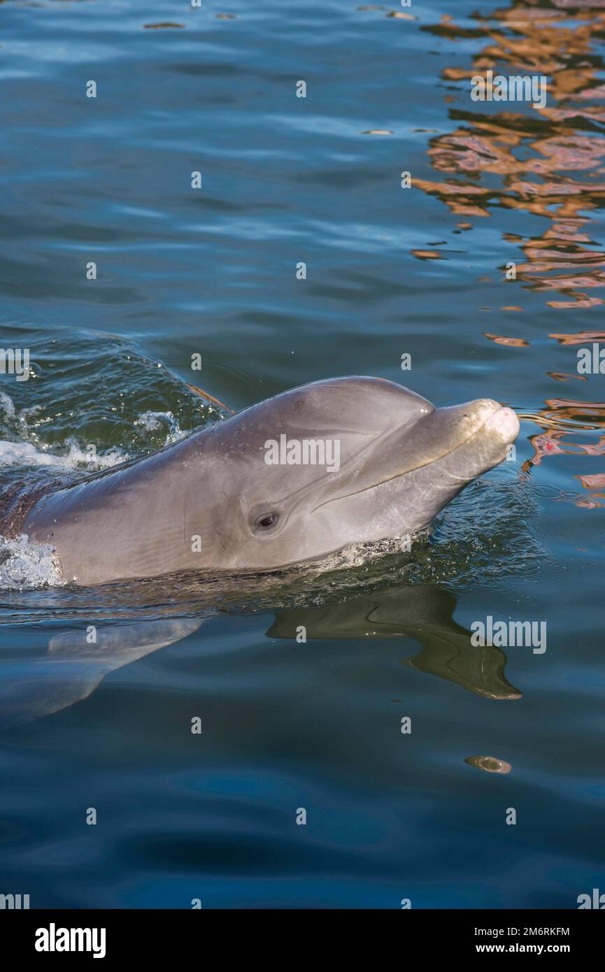 Bottlenose Dolphin, Tursiops tursiops, Dolphin research center, Grassy ...