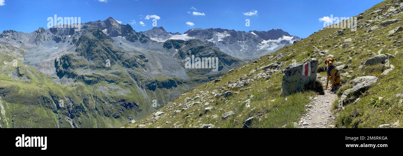 Dog waiting at the reassurance sign, hiking trail sign, Stavel da ...