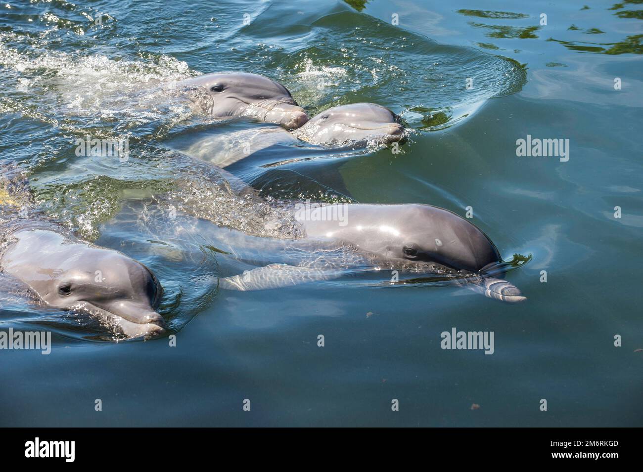 Bottlenose Dolphin, Tursiops tursiops, Dolphin research center, Grassy ...