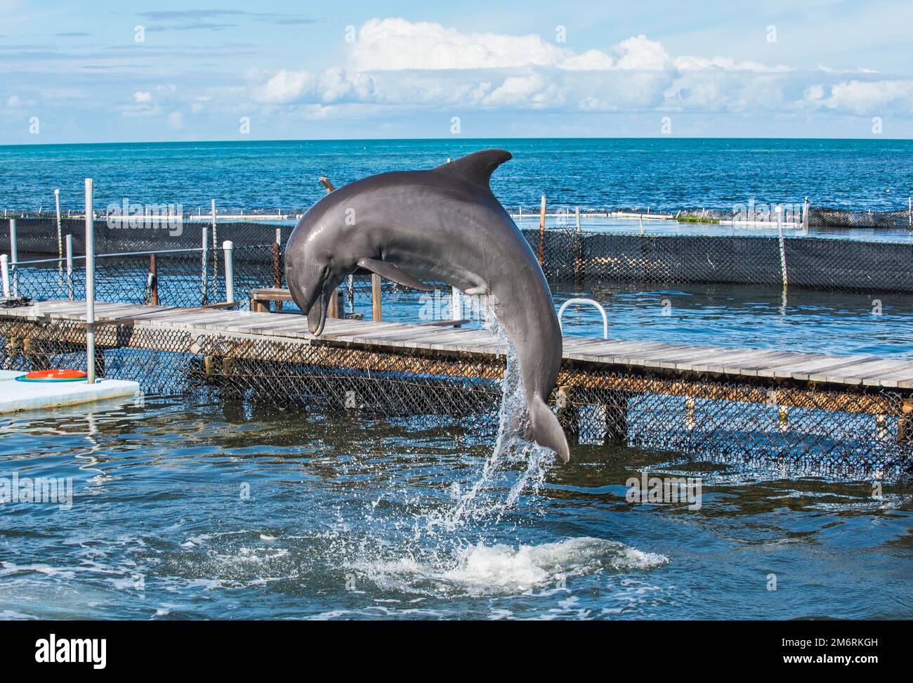 Jumping of a dolphin, at a show of Bottlenose Dolphins, Tursiops ...