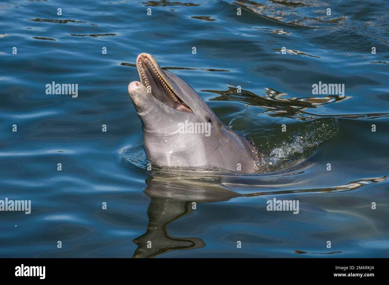 Bottlenose Dolphin, Tursiops tursiops, Dolphin research center, Grassy ...