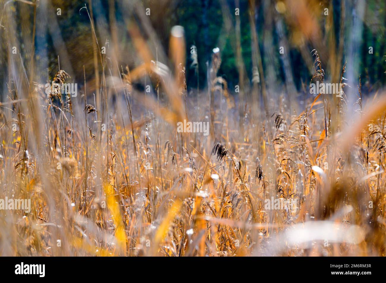 Shallow focus sunlit grass in a wetland swamp and forest background ...