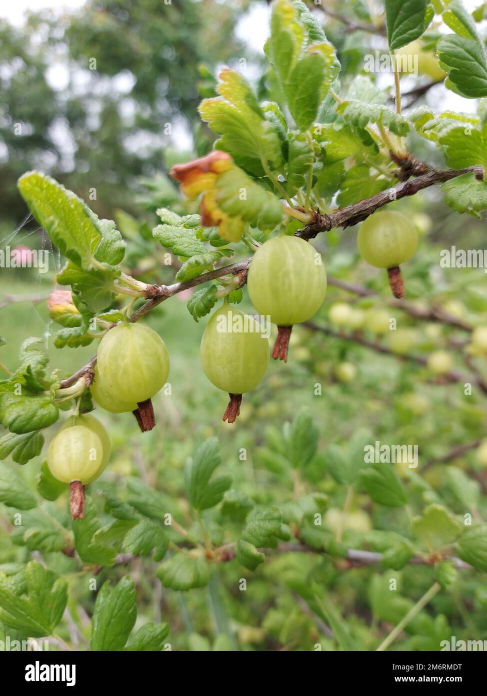 Fresh green gooseberries. Green berries close-up on a gooseberry branch ...