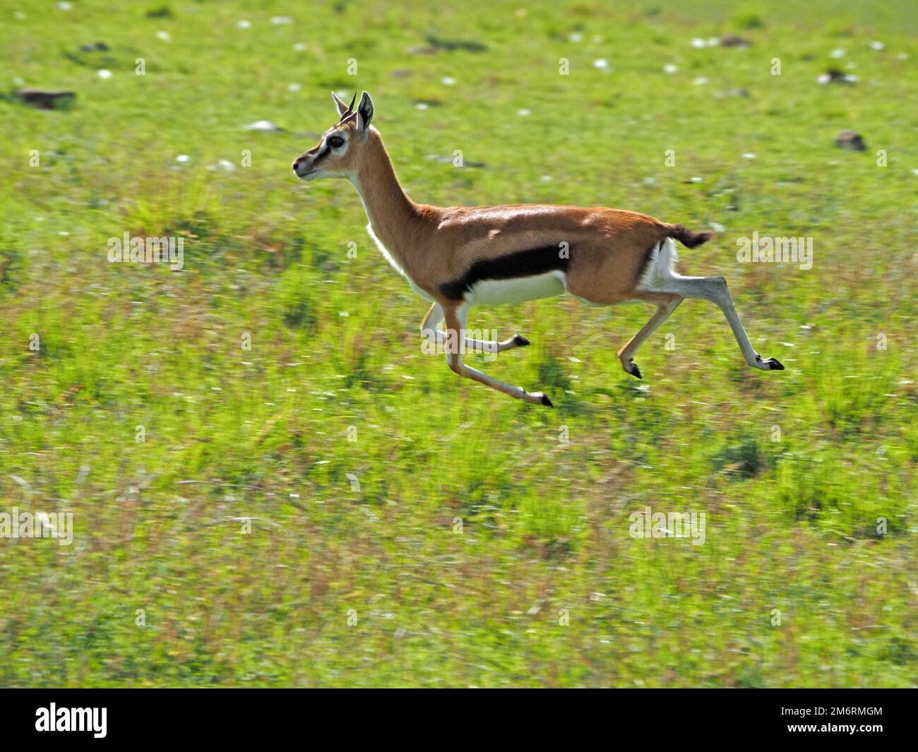 fleeing Thomson's gazelle (Eudorcas thomsonii) running in full stride ...