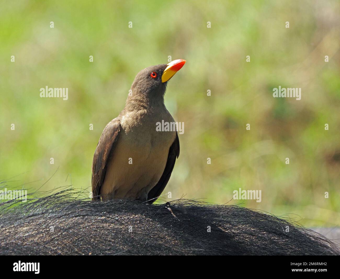 single Yellow-billed Oxpecker (Buphagus africanus) feeding on back of ...