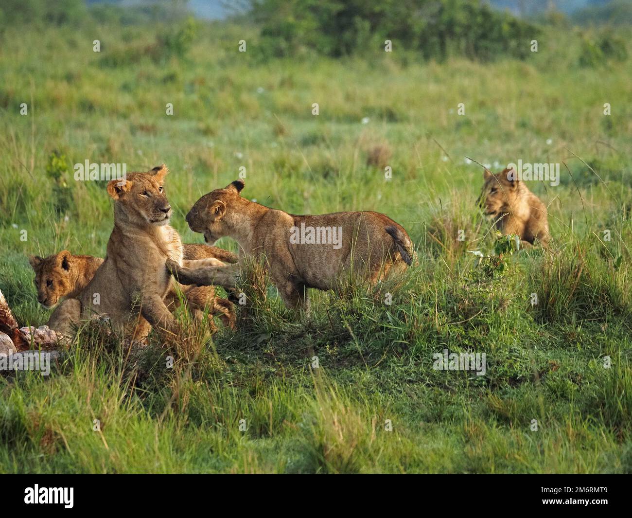 Grown lion cubs (Panthera leo) play-fighting as part of growing up ...