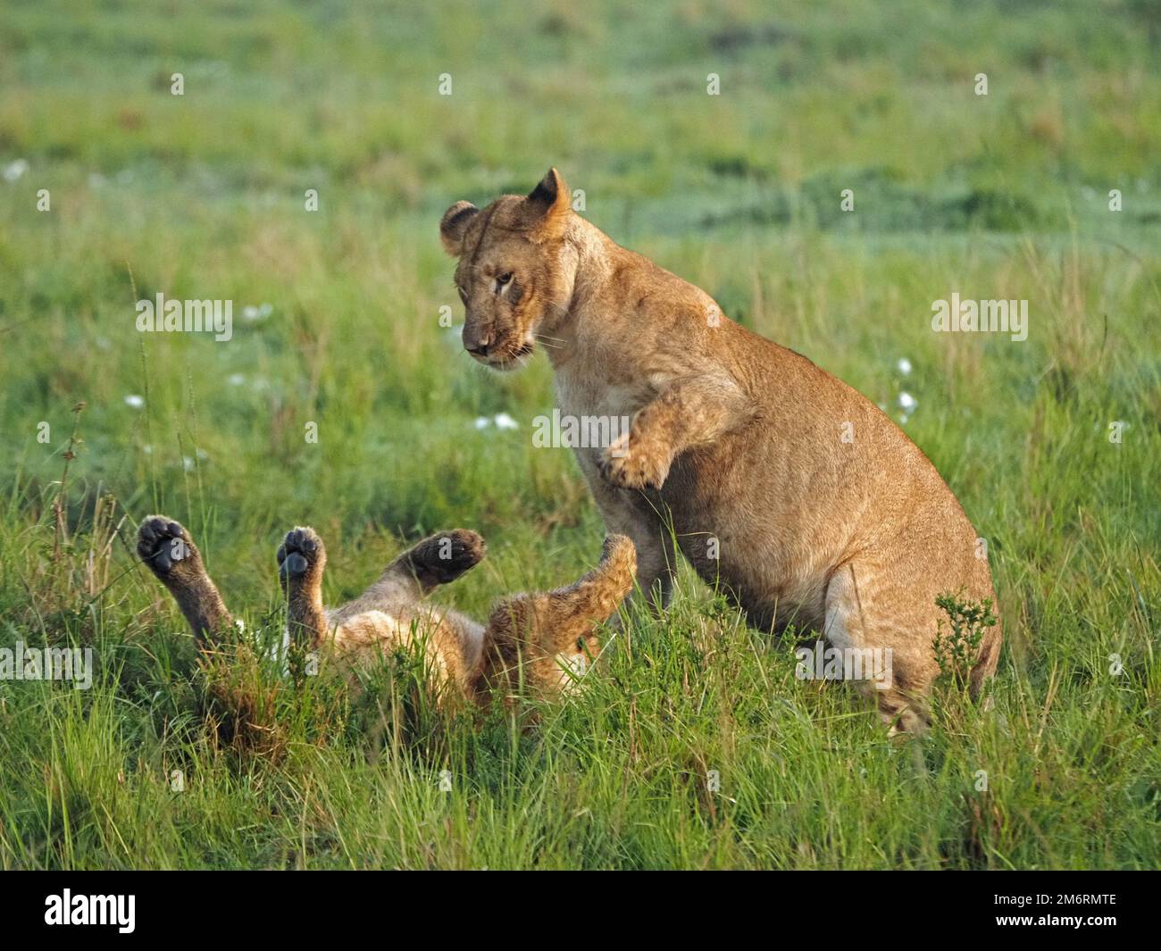 two Grown lion cubs (Panthera leo) play-fighting as part of growing up ...