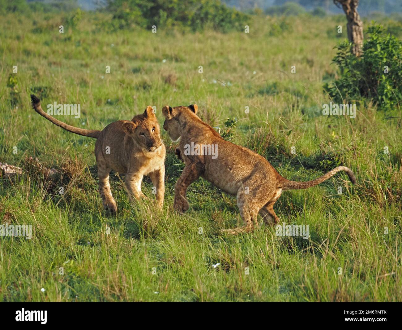 two Grown lion cubs (Panthera leo) play-fighting as part of growing up ...