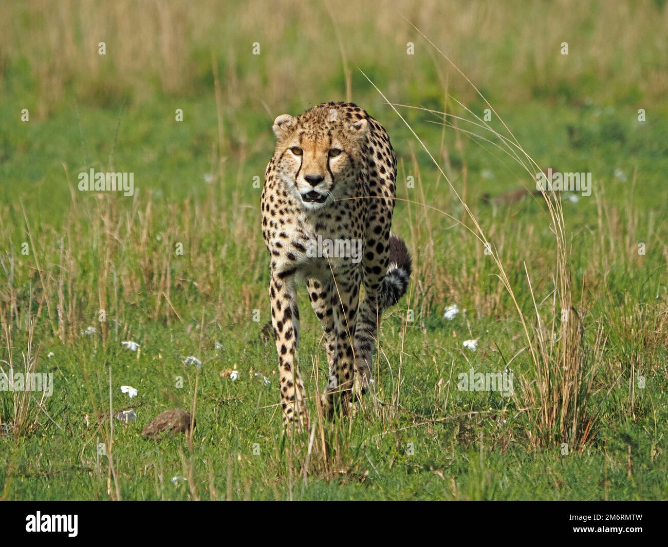 single well-fed sub-adult Cheetah (Acinonyx jubatus) walking amid white ...