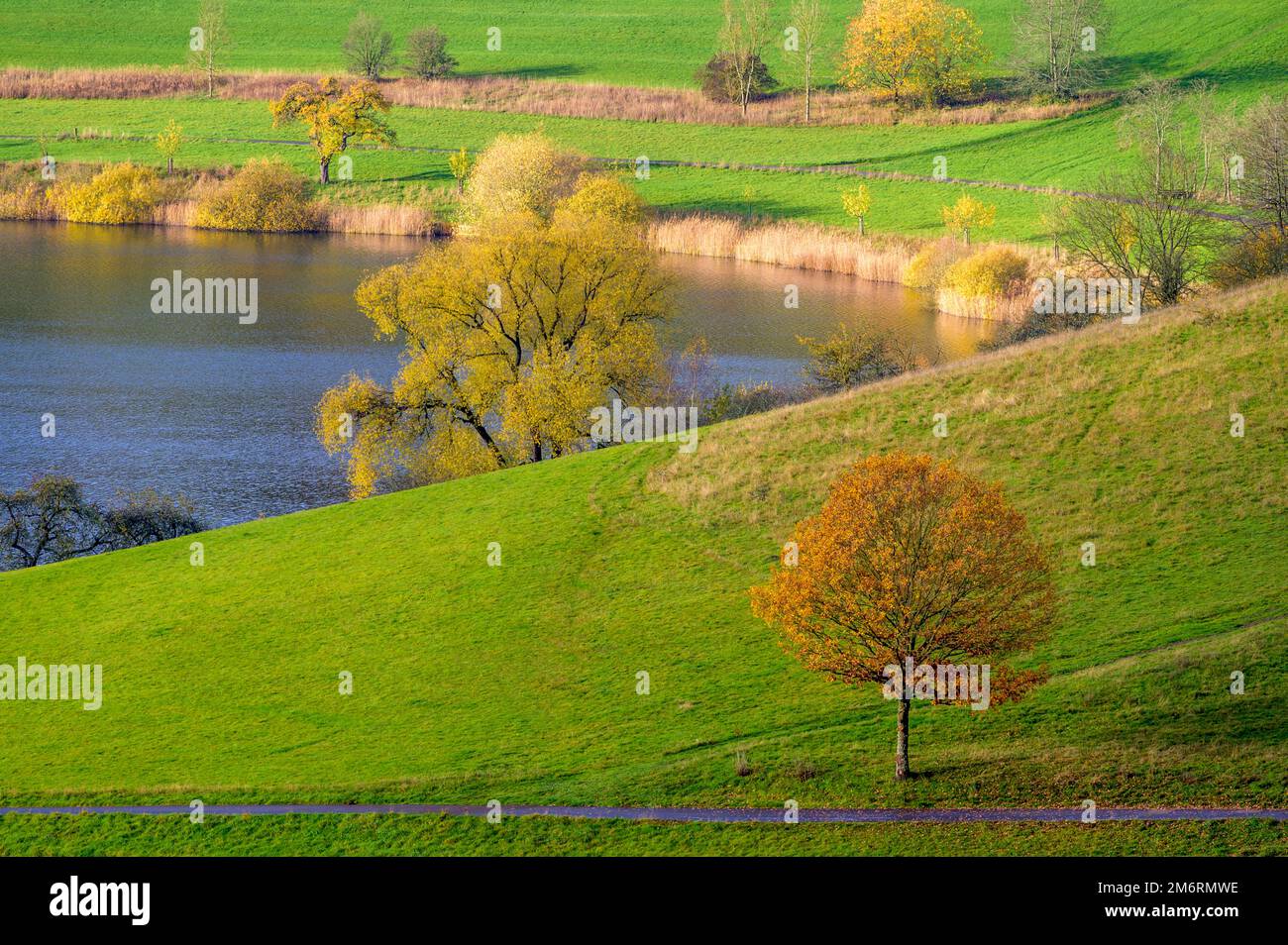 A lone tree in fall colors along a path with a volcanic lake sunlit ...