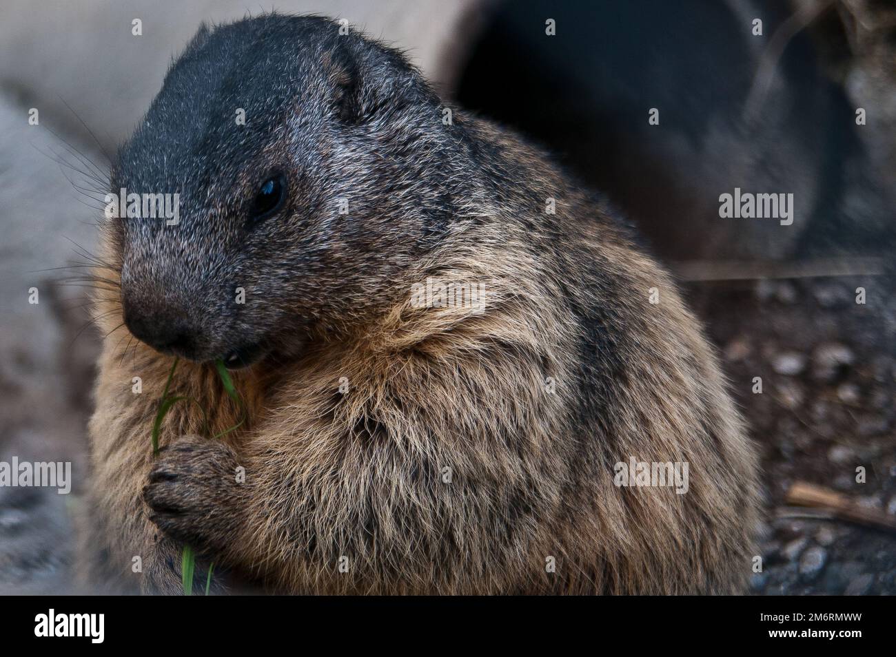 Marmots are generally large ground squirrels in the genus Marmota Stock Photo - Alamy