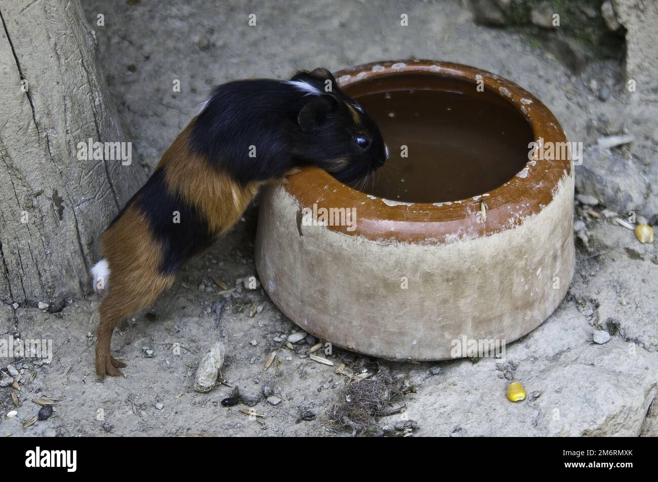 Cavia porcellus is a little rodent guinea pig Stock Photo - Alamy