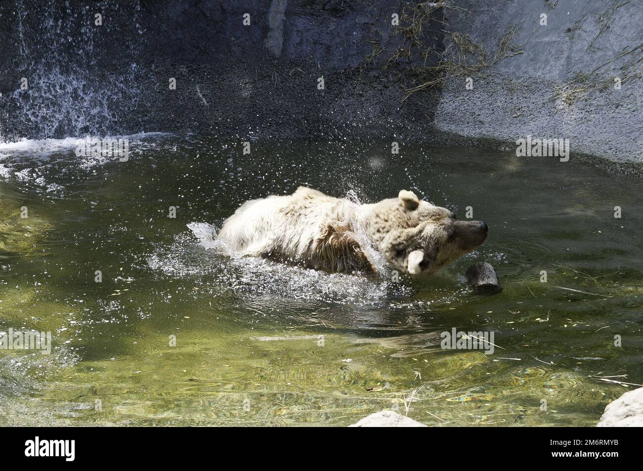 ursidae is a big animal mammal bear Stock Photo - Alamy