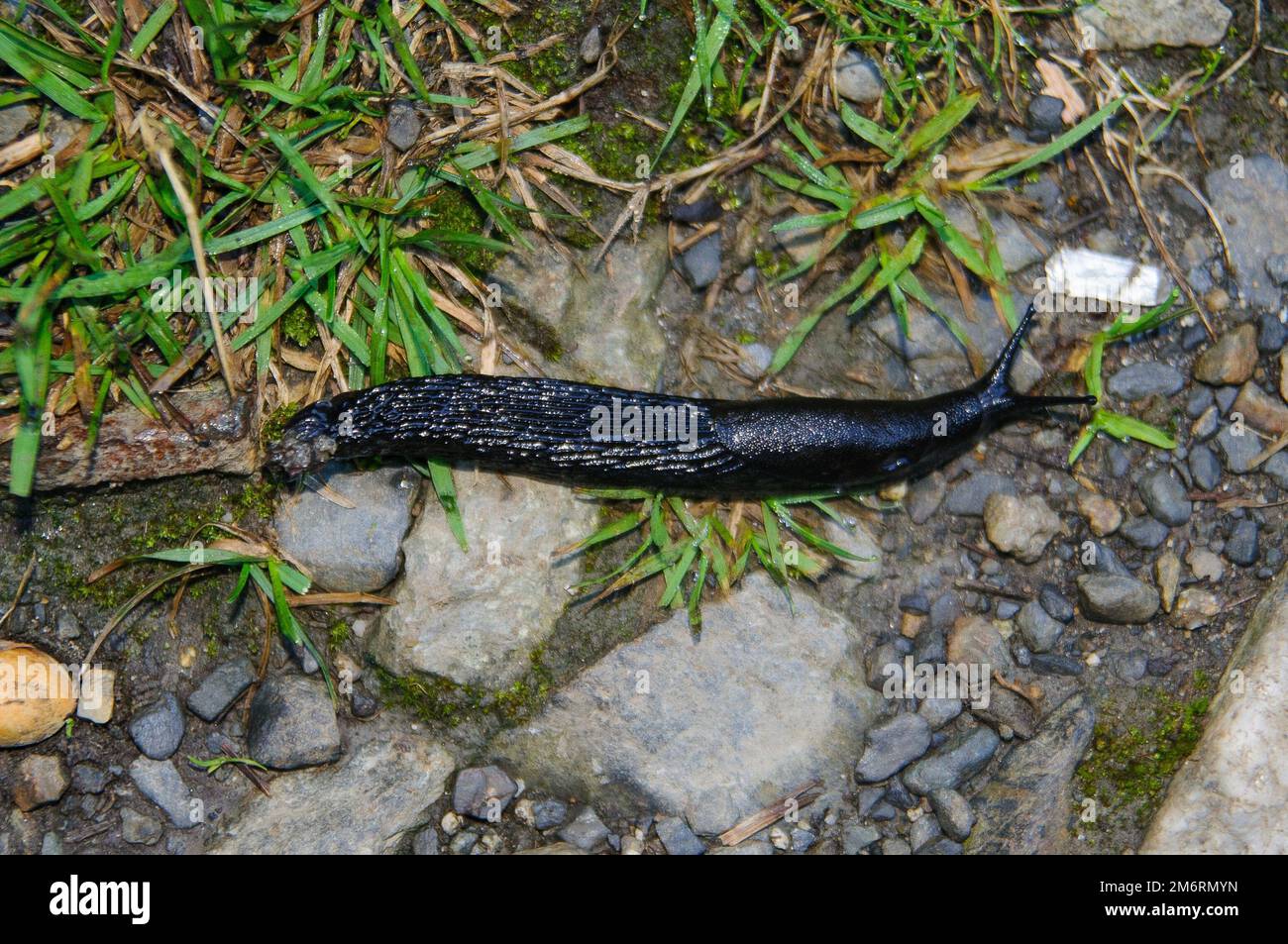 The black slug black arion ater in the family Arionidae Stock Photo - Alamy