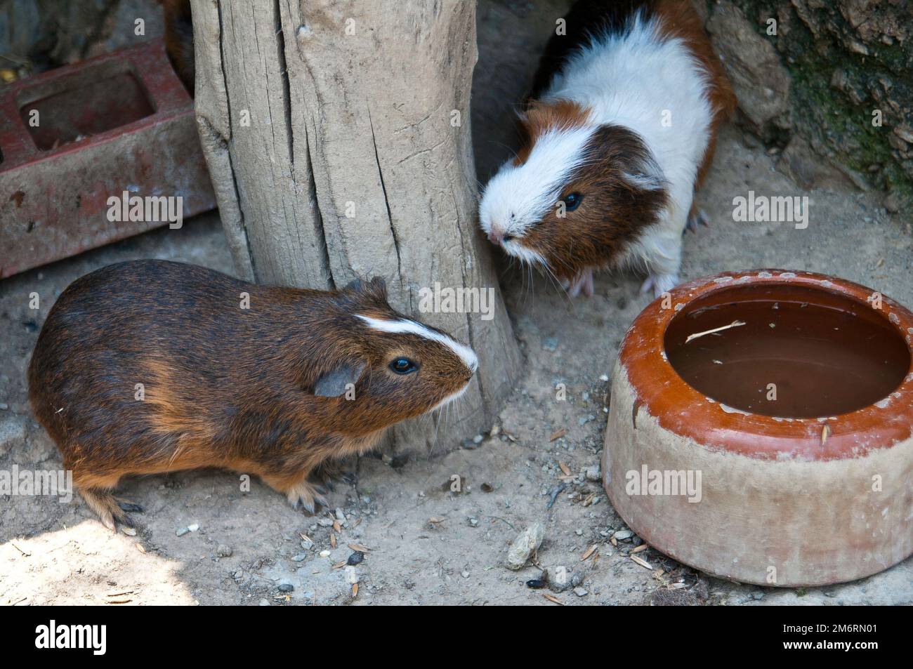 Cavia porcellus is a little rodent guinea pig Stock Photo - Alamy