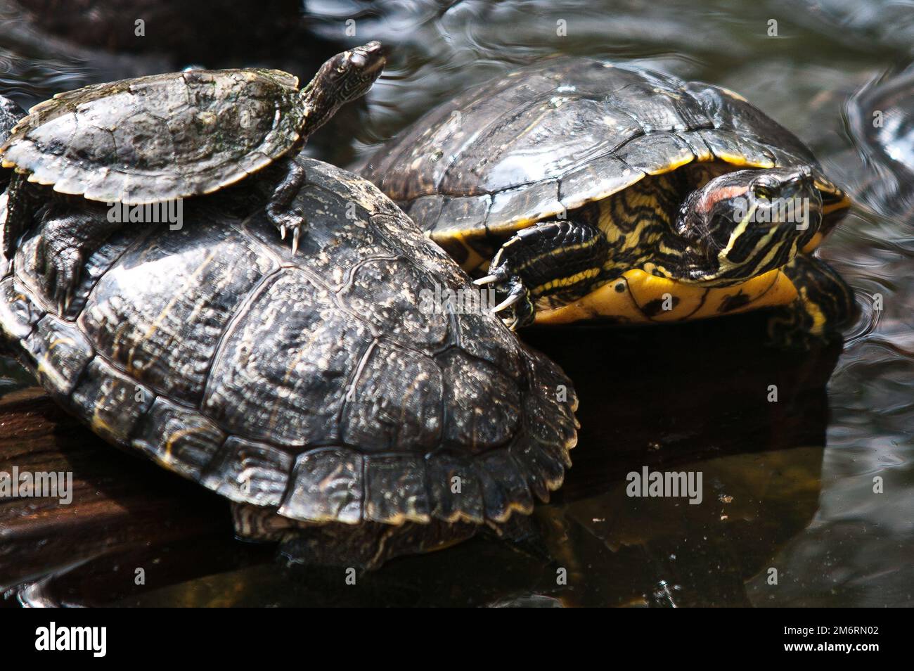 Trachemys scripta elegans and Graptemys pseudogeographica Stock Photo ...