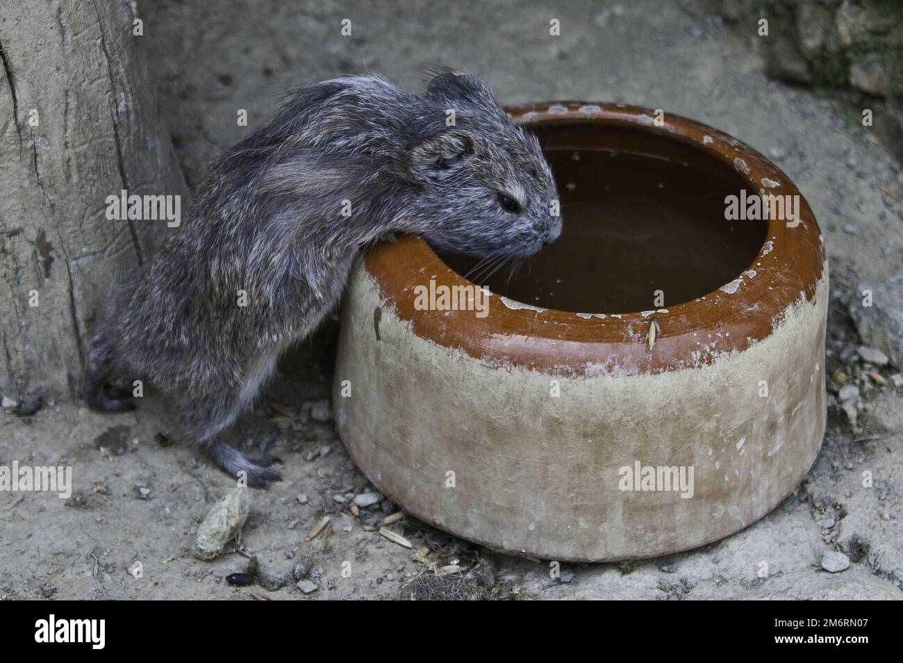 Cavia porcellus is a little rodent guinea pig Stock Photo - Alamy