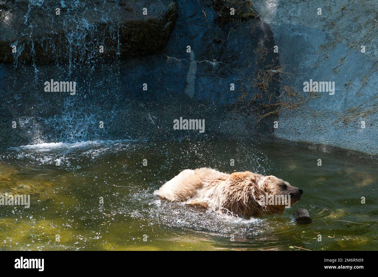 ursidae is a big animal mammal bear Stock Photo - Alamy