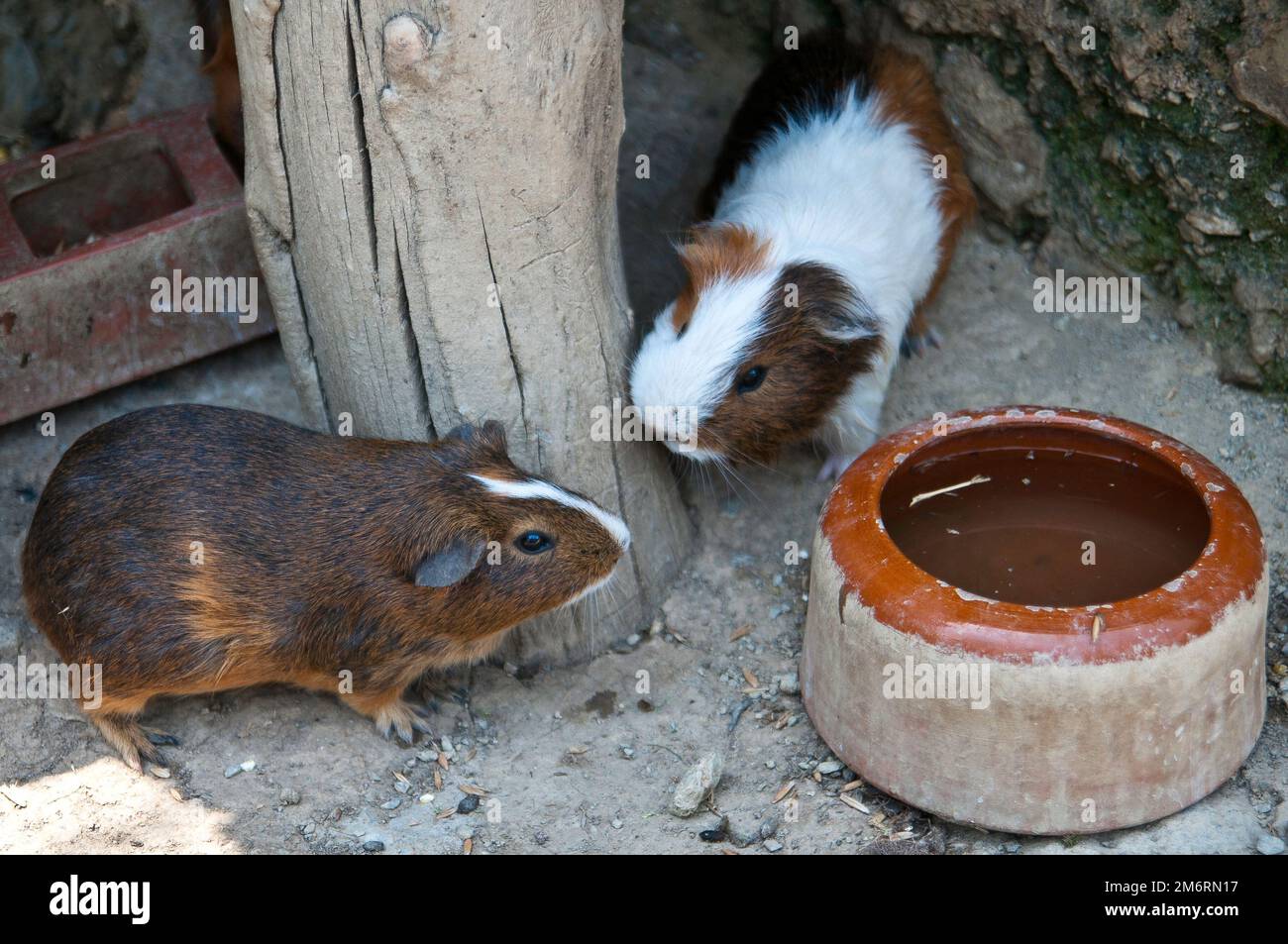 Cavia porcellus is a little rodent guinea pig Stock Photo - Alamy