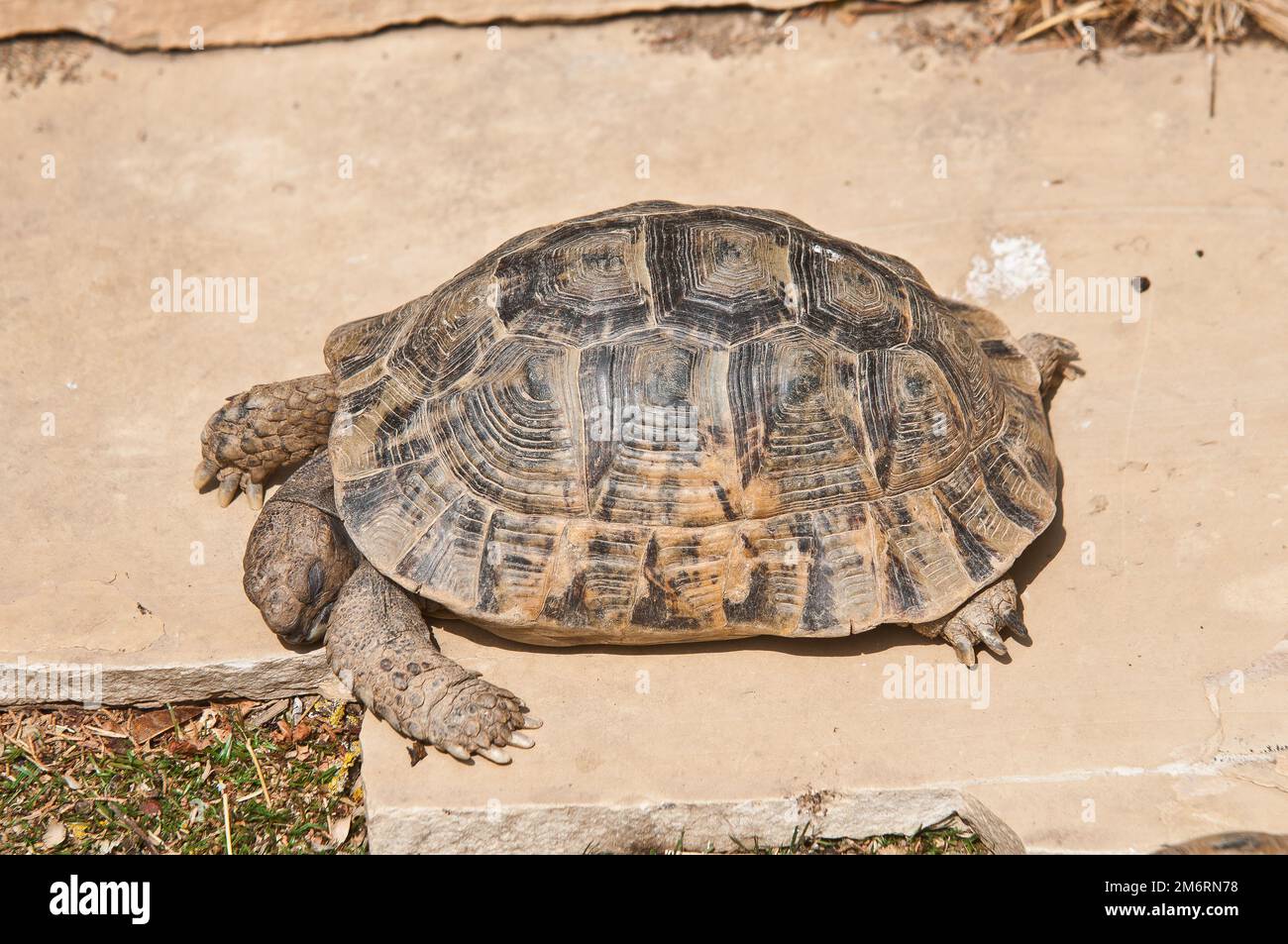 Testudo graeca graeca mediterranean turtle Stock Photo - Alamy