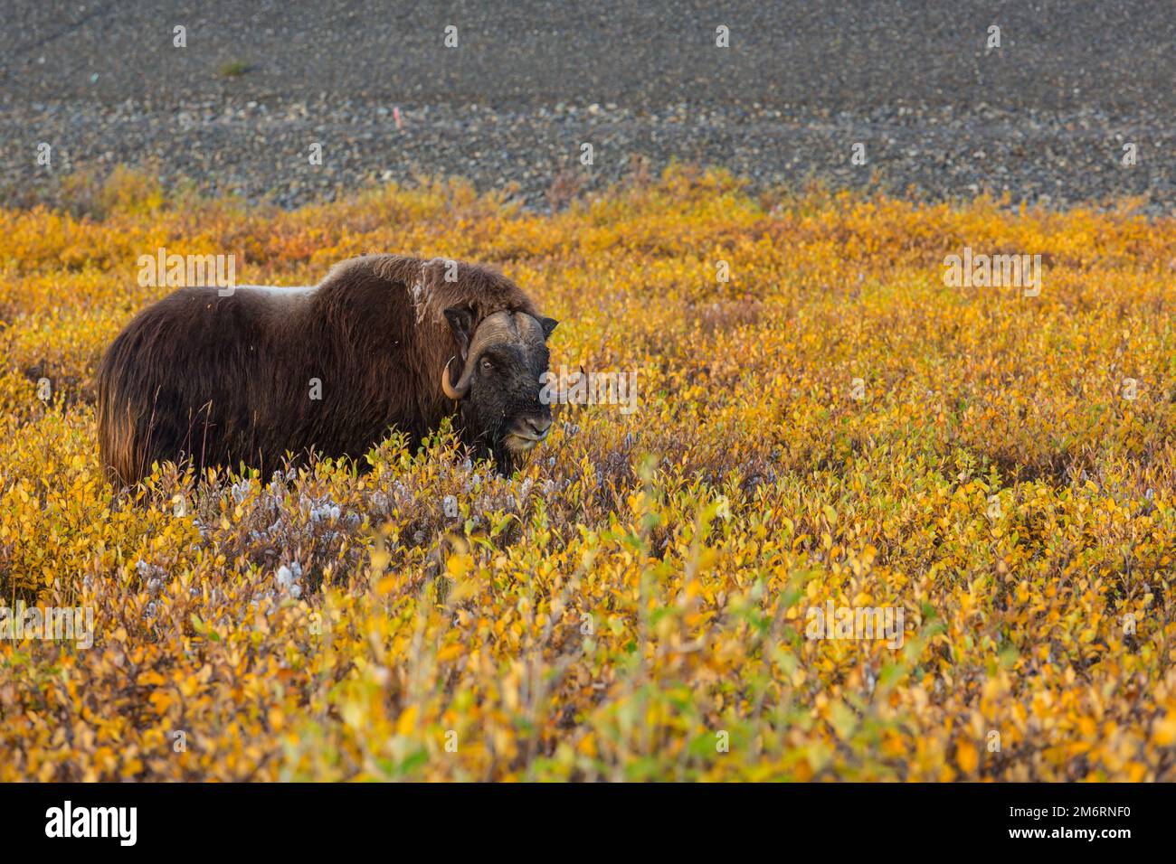 Hunting the musk ox hi-res stock photography and images - Alamy