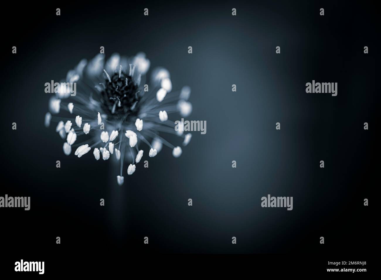 Flower against a light background, Mindelheim, Unterallgaeu, Swabia ...