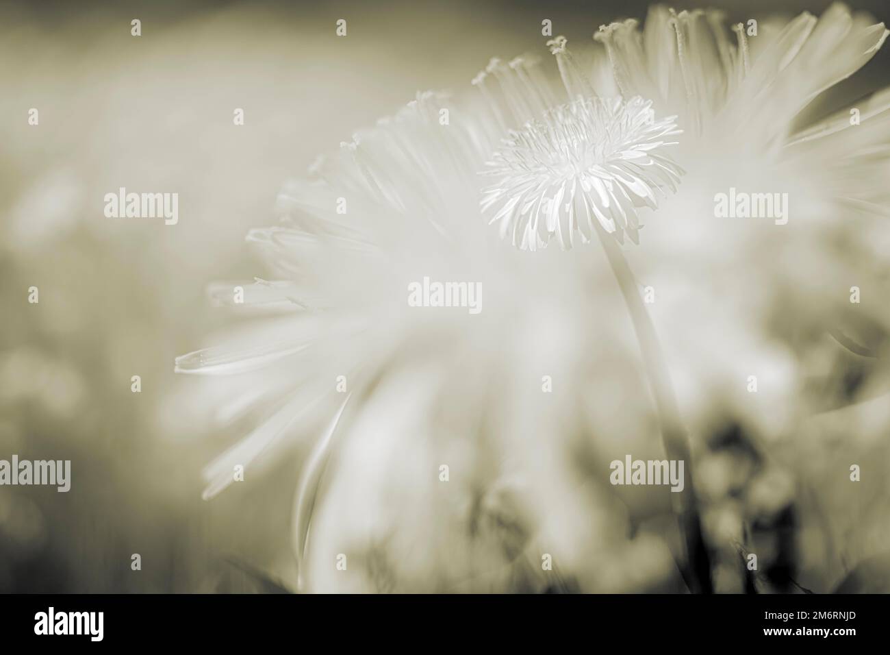 Dandelion (Taraxacum sect. Ruderalia) (formerly Taraxacum officinale L ...
