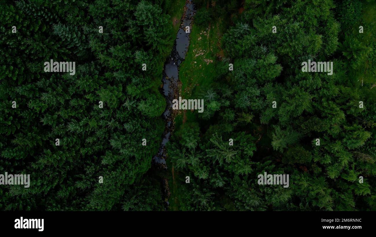 Flying over a fir forest - pine trees from above - travel photography ...