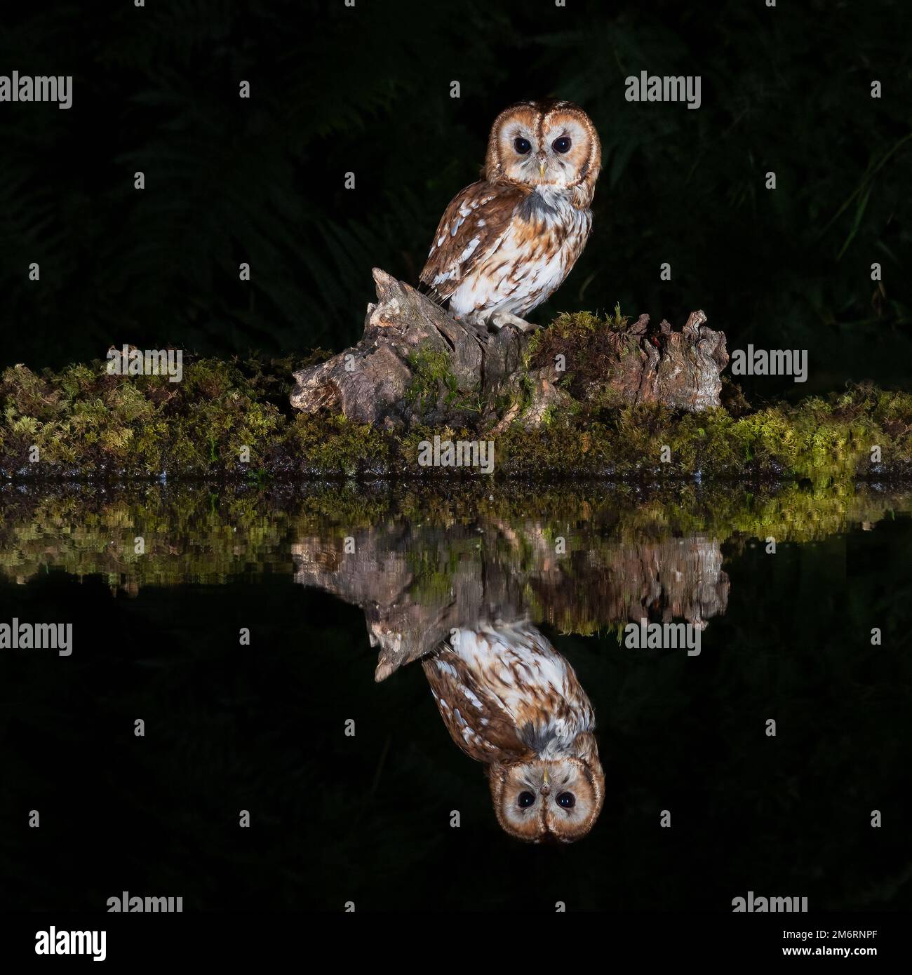 Still bird in water hi-res stock photography and images - Alamy