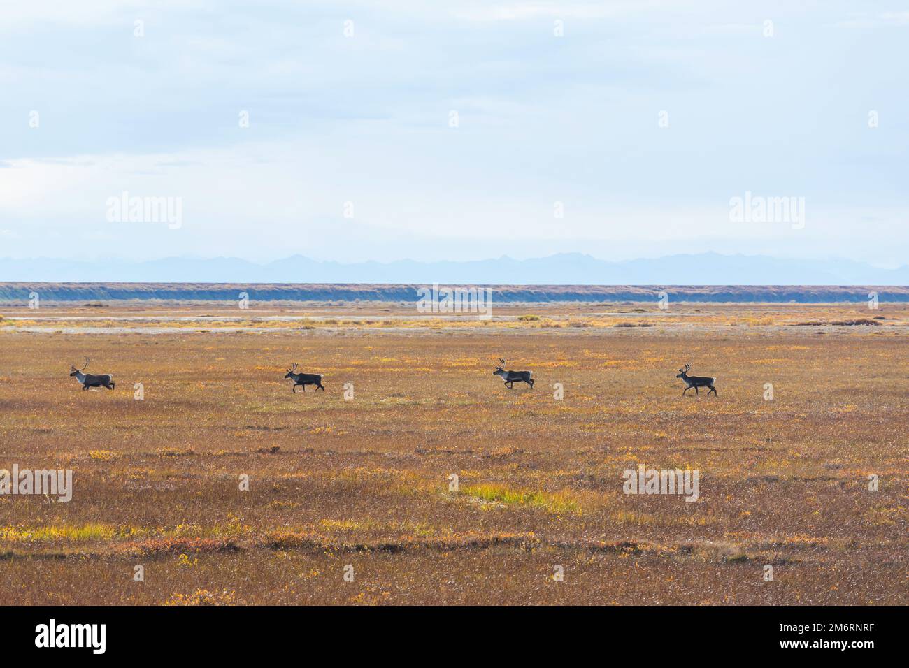 Raindeer hi-res stock photography and images - Alamy