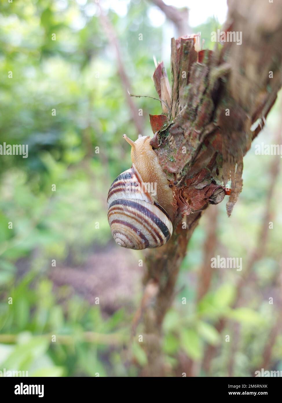 Garden snail (Cornu aspersum) crawling on a twig and leaf of currant ...