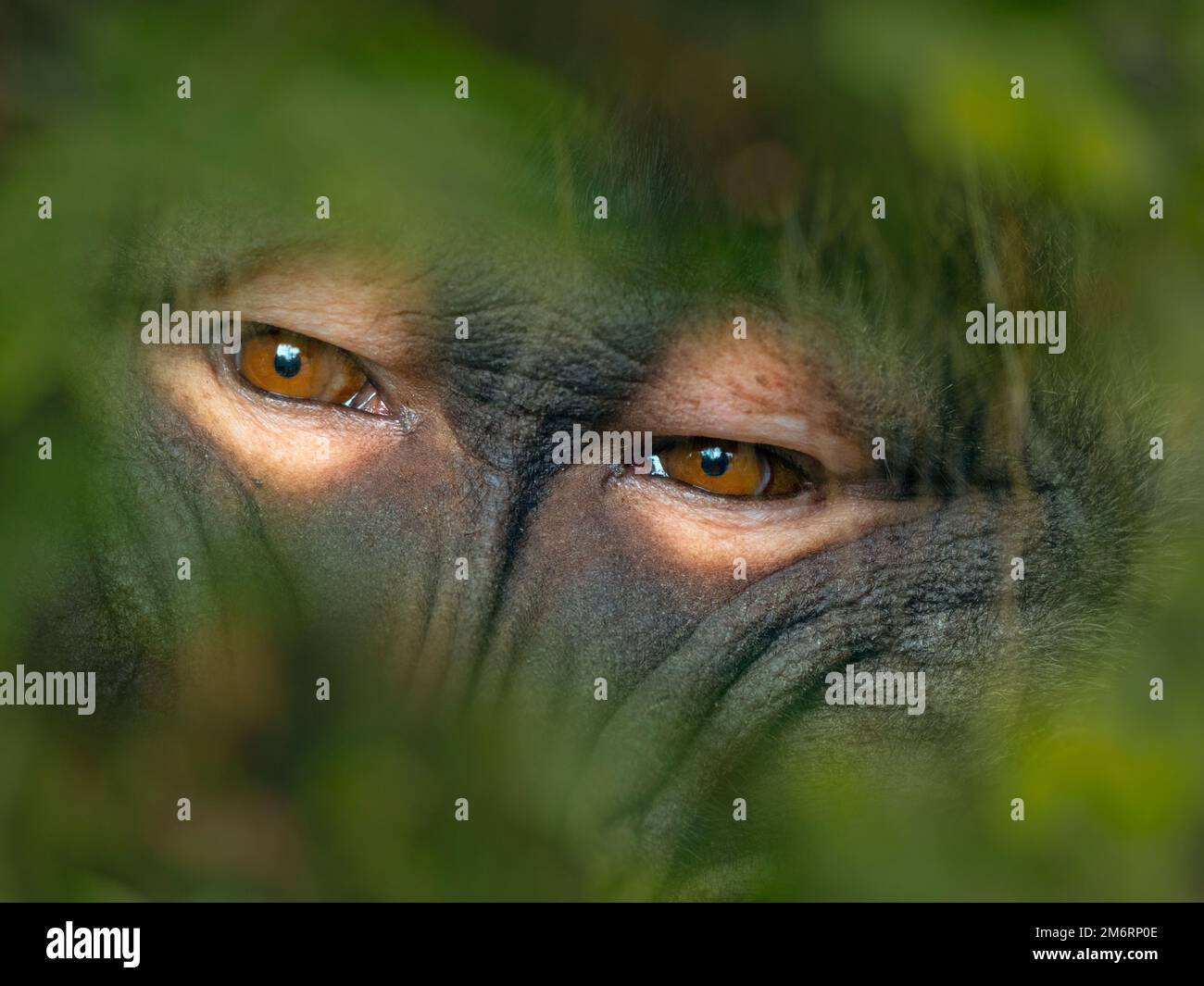 Gelada Baboon Theropithecus gelada Male Stock Photo - Alamy