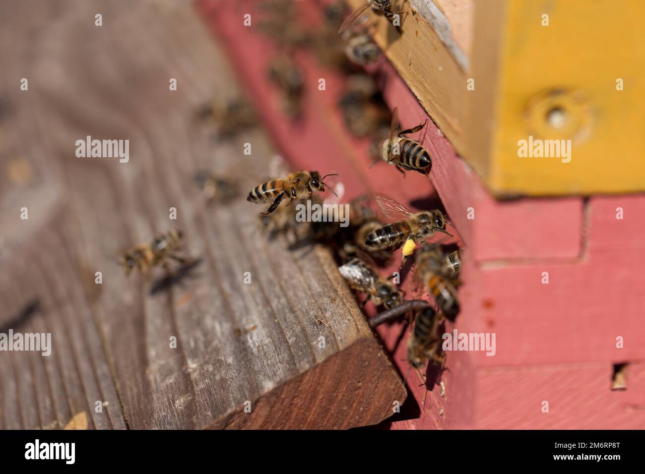 Flying honey bees (Apis mellifera) at the hive Stock Photo - Alamy