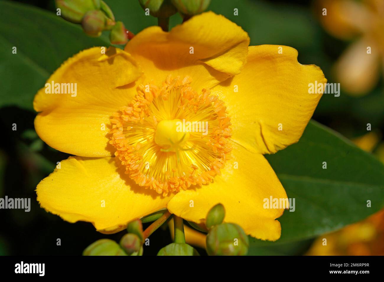 Yellow St. John's wort, Germany Stock Photo - Alamy
