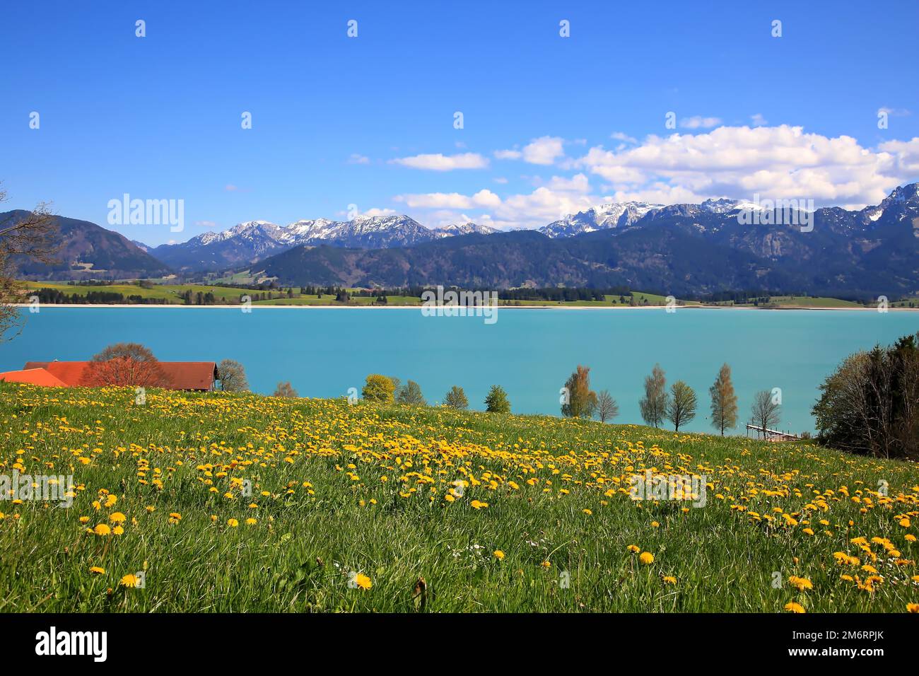 Lake Forggensee in the Koenigswinkel with the Alps in the background ...
