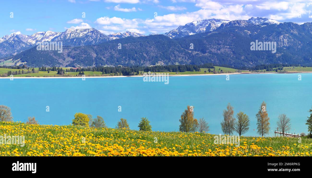 Lake Forggensee in the Koenigswinkel with the Alps in the background ...