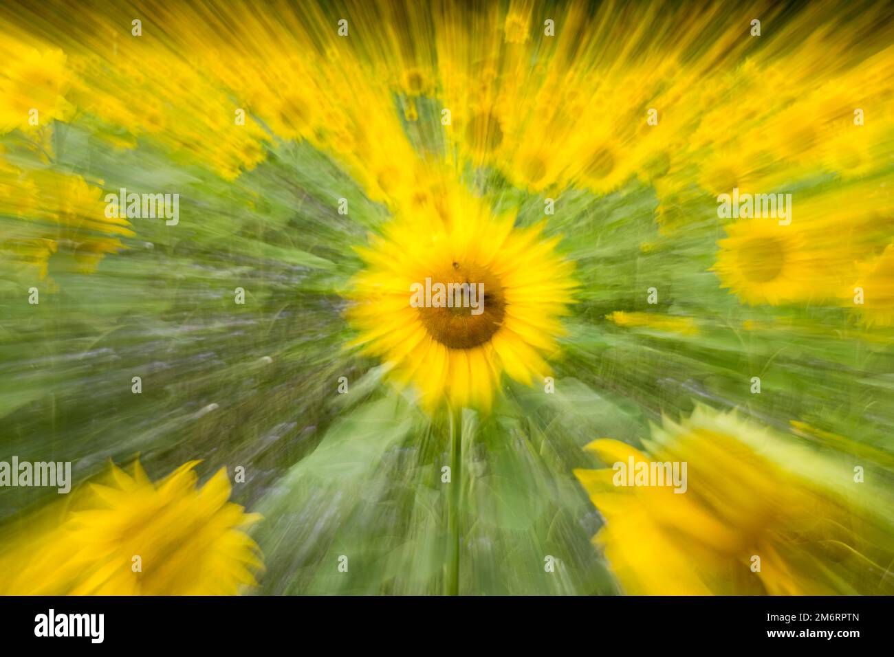 Sunflower with zoom effect hi-res stock photography and images - Alamy