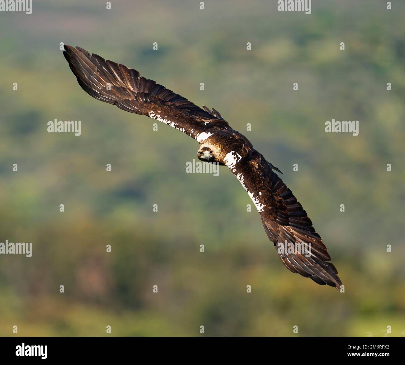 Spanish Imperial Eagle (Aquila adalberti) in flight, Spain Stock Photo ...