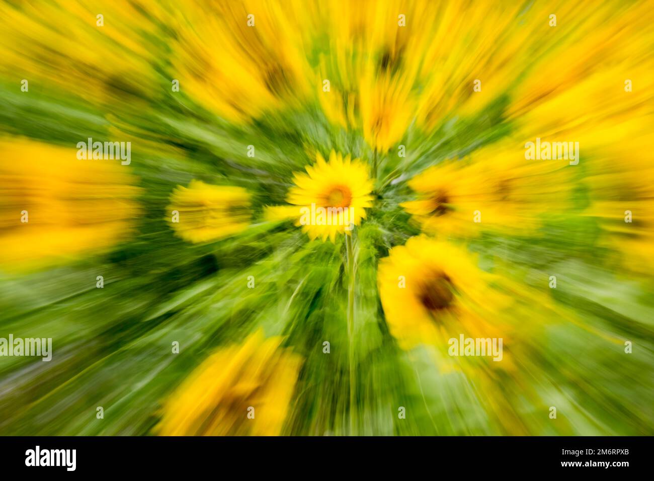 Sunflowers (Helianthus annuus), blossoms, sunflower field, abstract ...