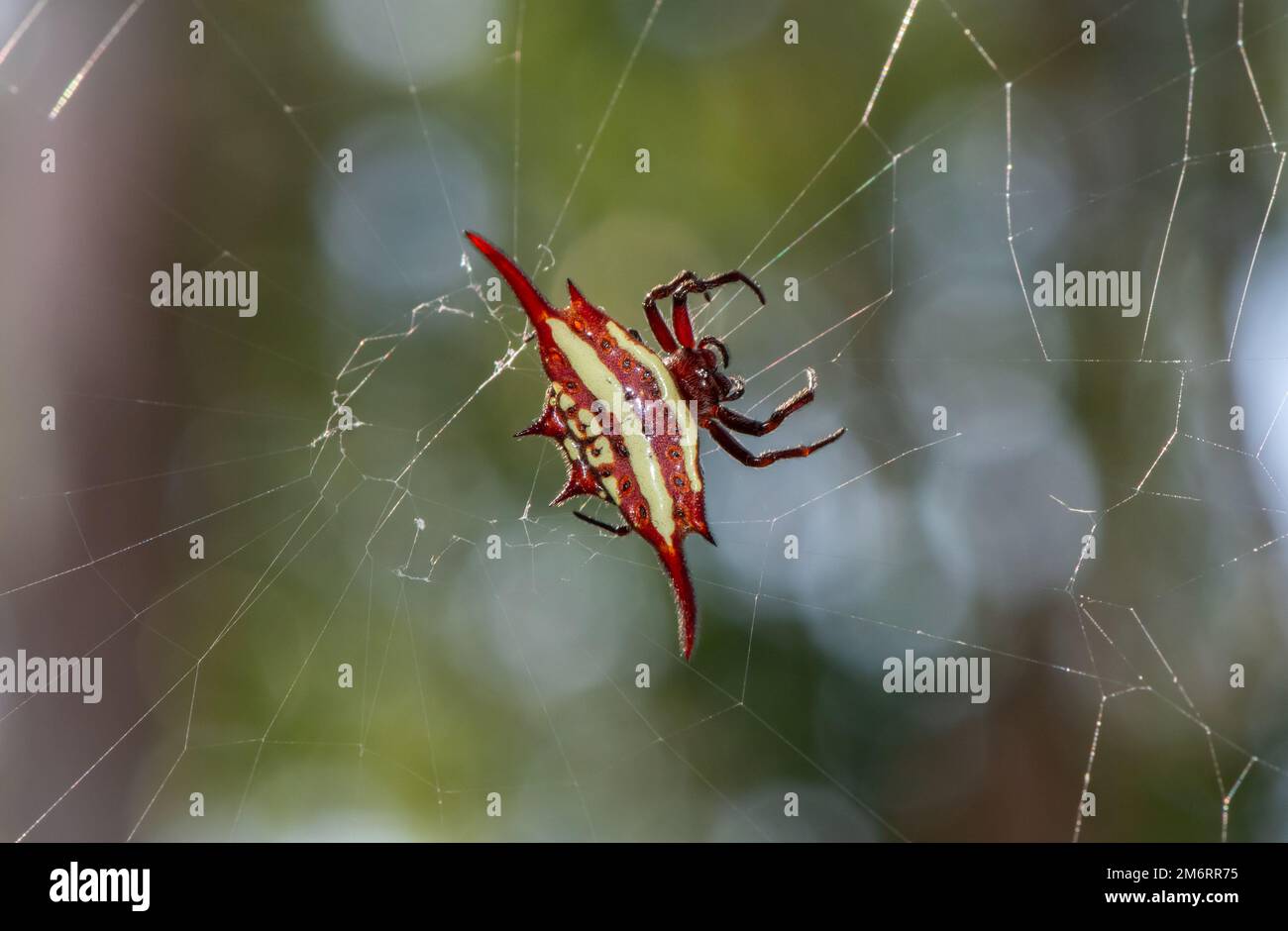 Longhorn Kitespider (Gasteracantha milvoides Stock Photo - Alamy