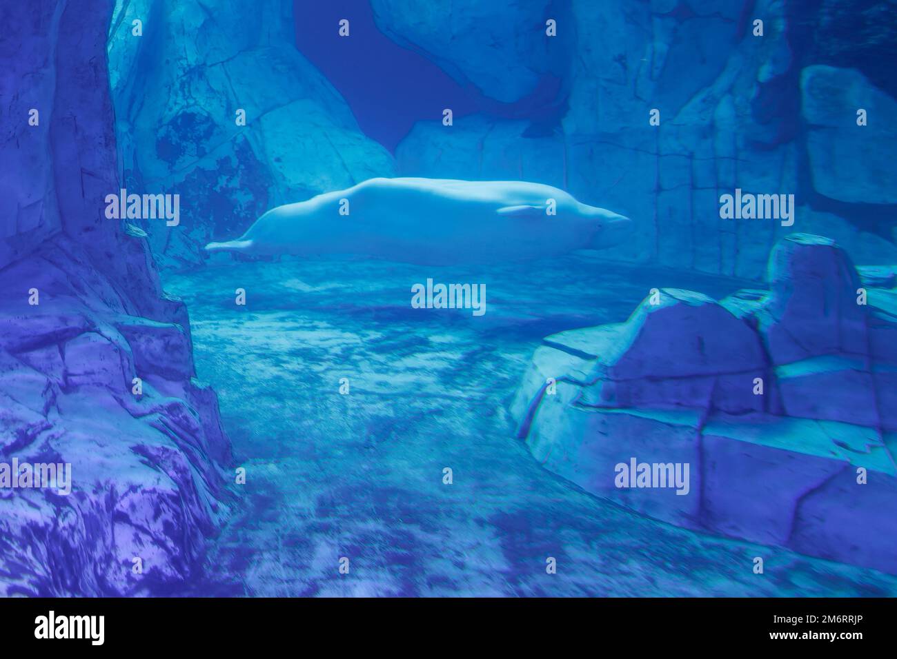 The Beluga Whale, White Whale or Delphinapterus leucas is an Arctic and ...