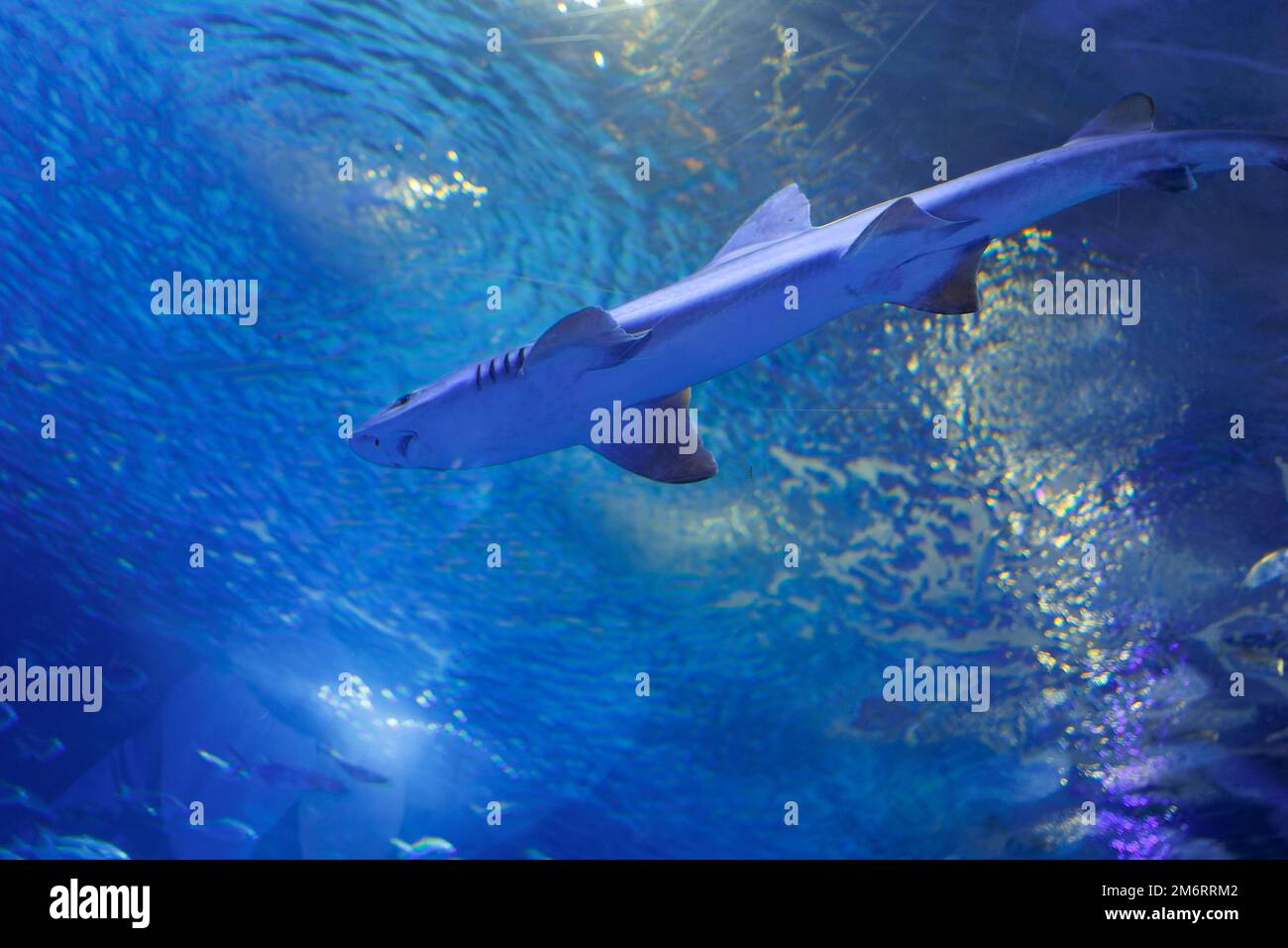 Medium Sized Shark inside an Aquarium, Fish Theme Stock Photo - Alamy