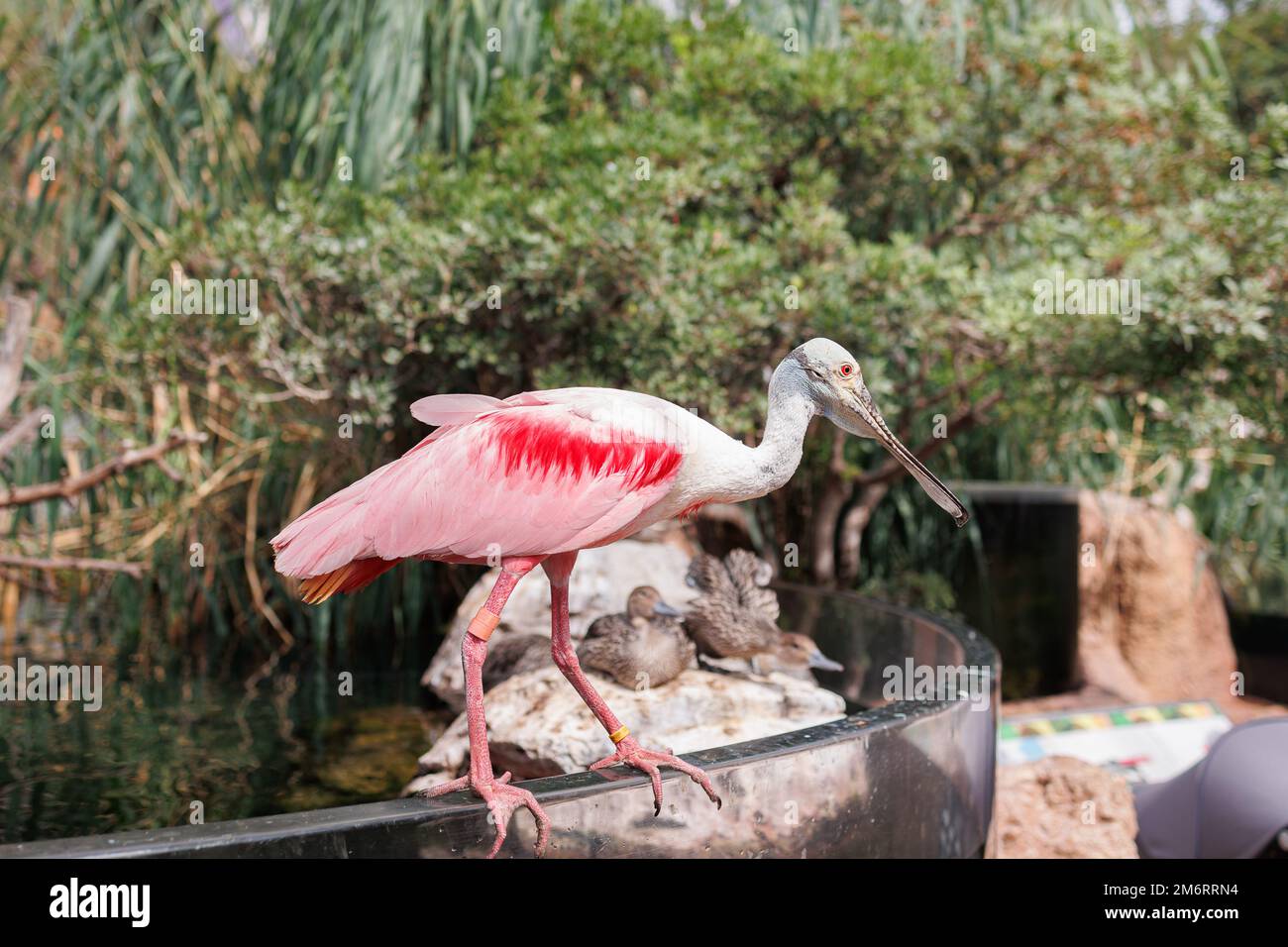 Roseate Spoonbill, Platalea ajaja, a Gregarious Wading Bird of the Ibis ...