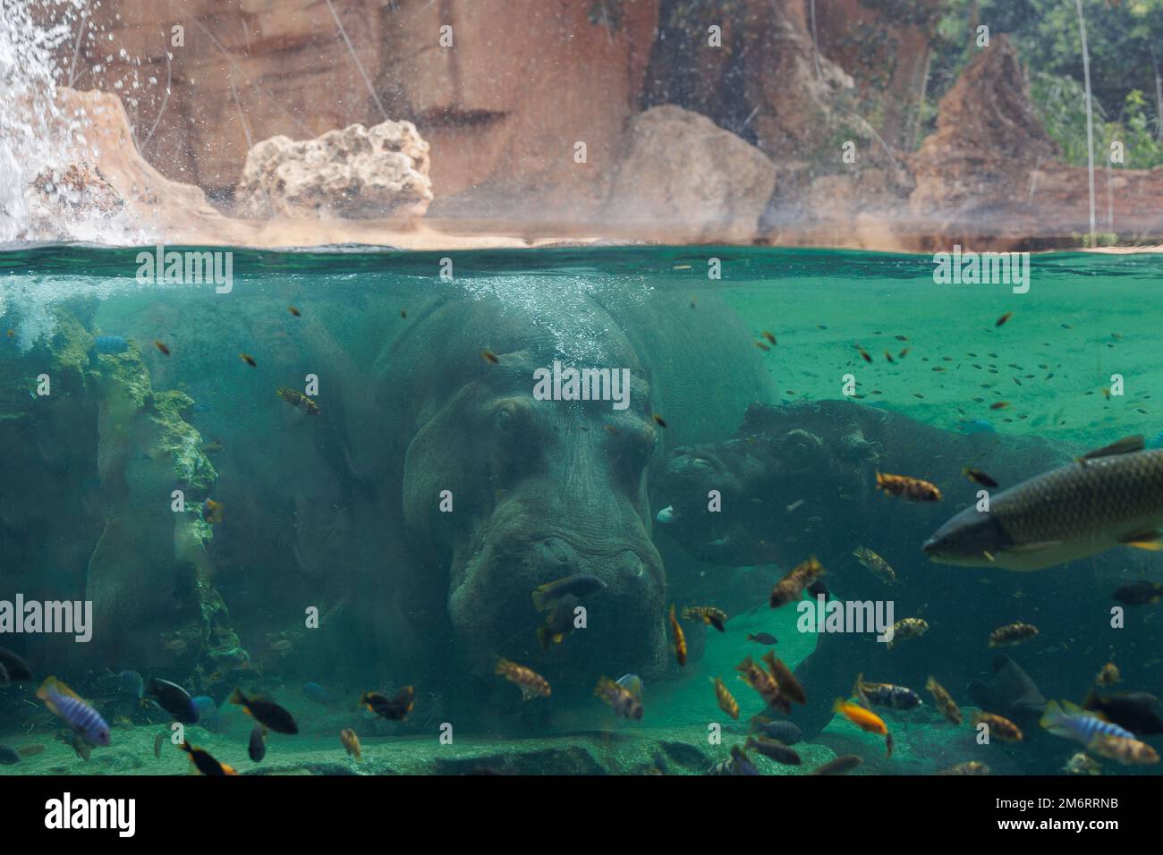 Inside a hippopotamus hi-res stock photography and images - Alamy