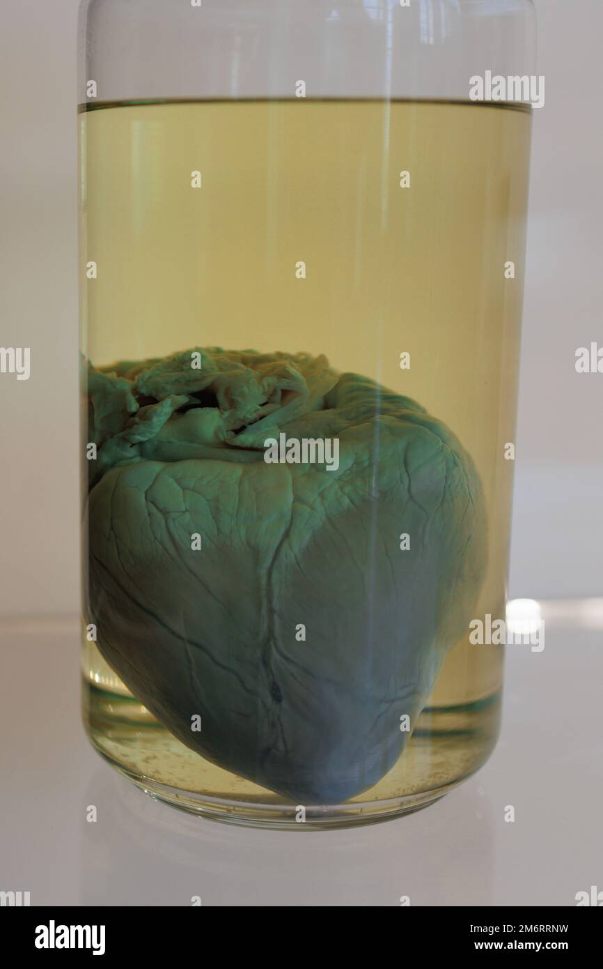 Heart pig anatomy hi-res stock photography and images - Alamy