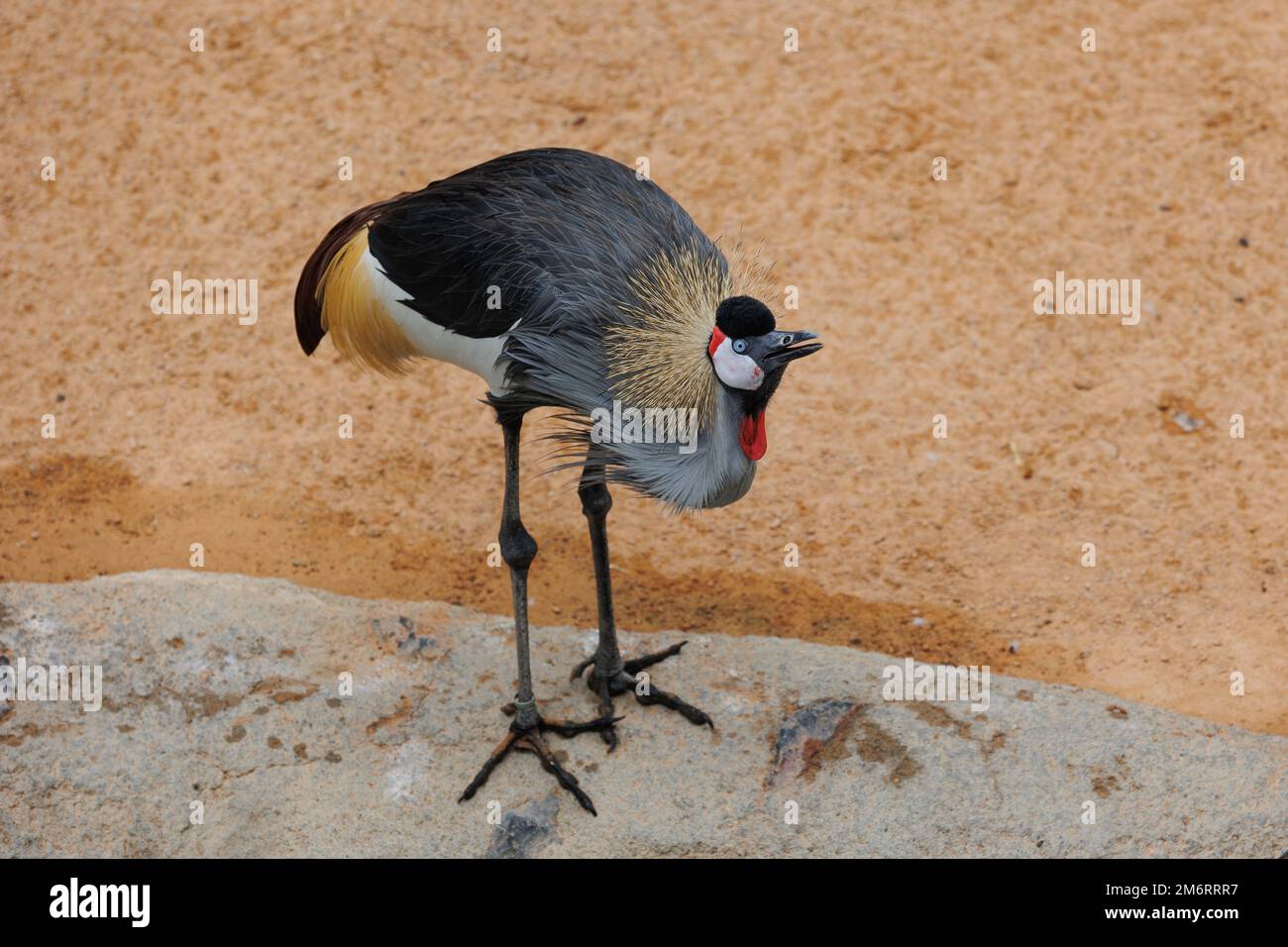 Black Crowned Crane, part of the family Gruidae, African Bird Stock ...