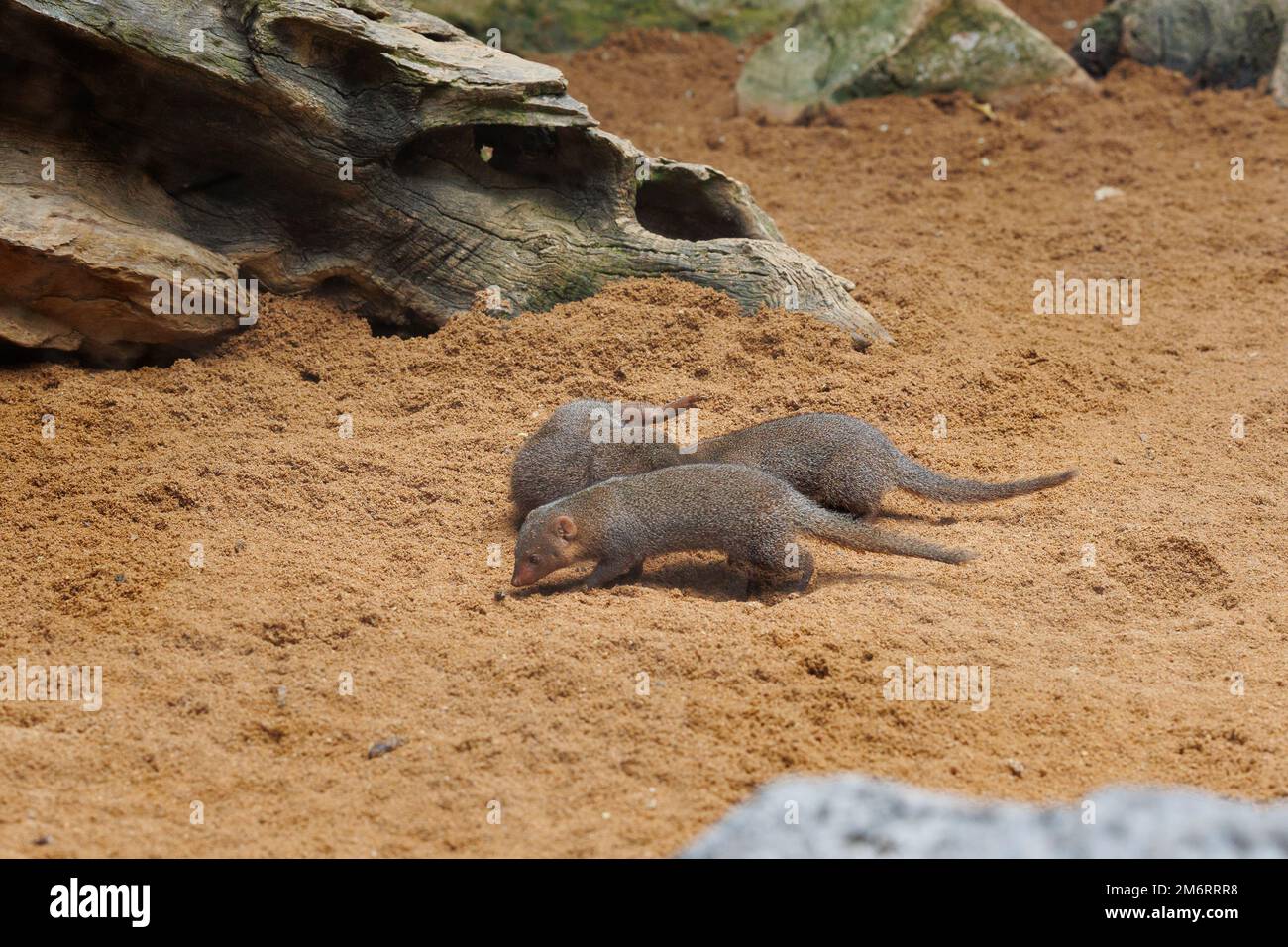 Dwarf Mongooses Scurrying Fast in its Natural Environment in search of ...