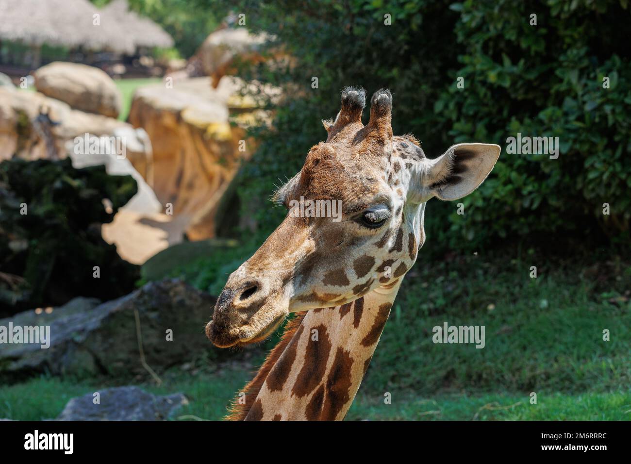Giraffe portrait seen in hi-res stock photography and images - Alamy