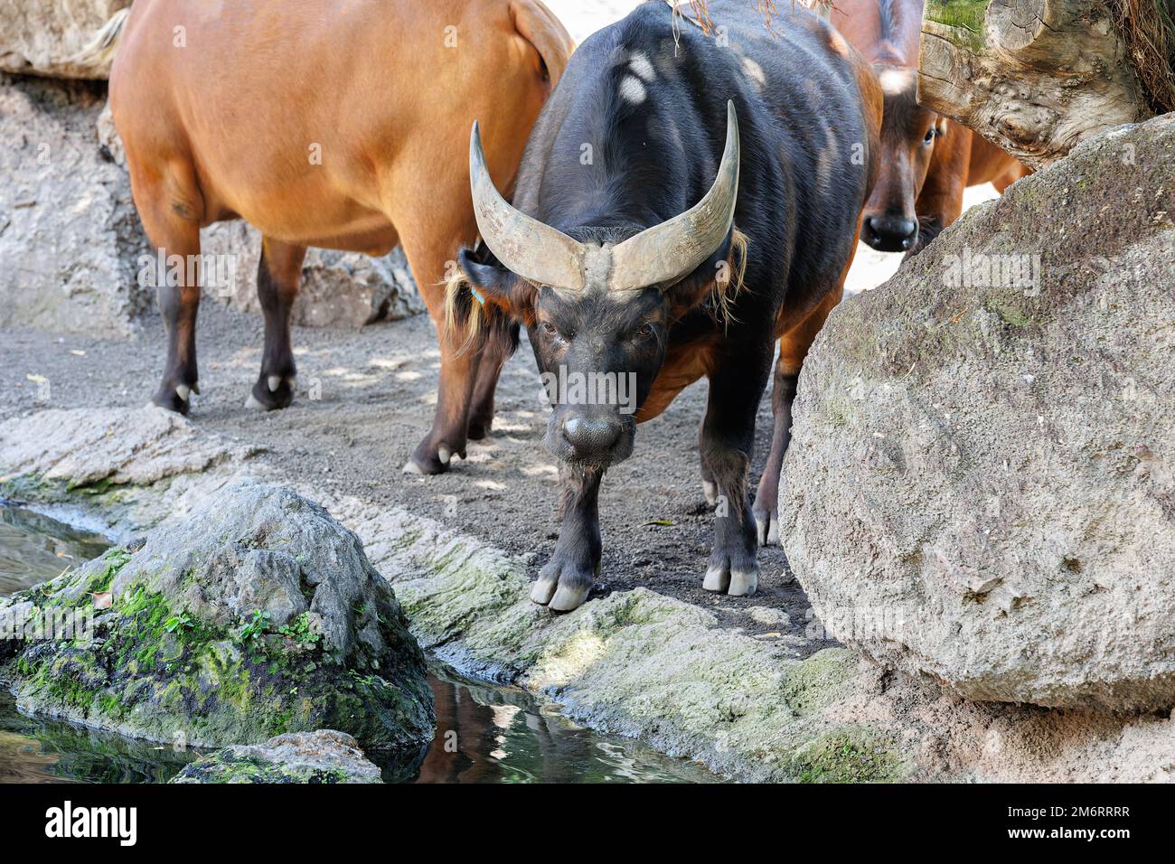 The African Forest Buffalo, Syncerus Caffer Nanus, also known as the ...